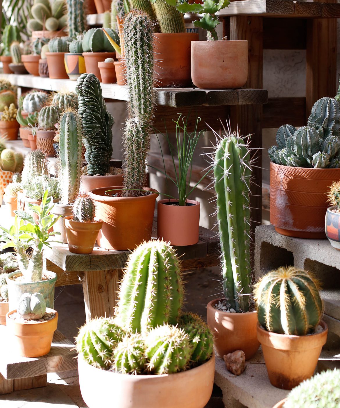 Plant Talk with Danae Horst: Outdoor Planting - Accent Decor Blog