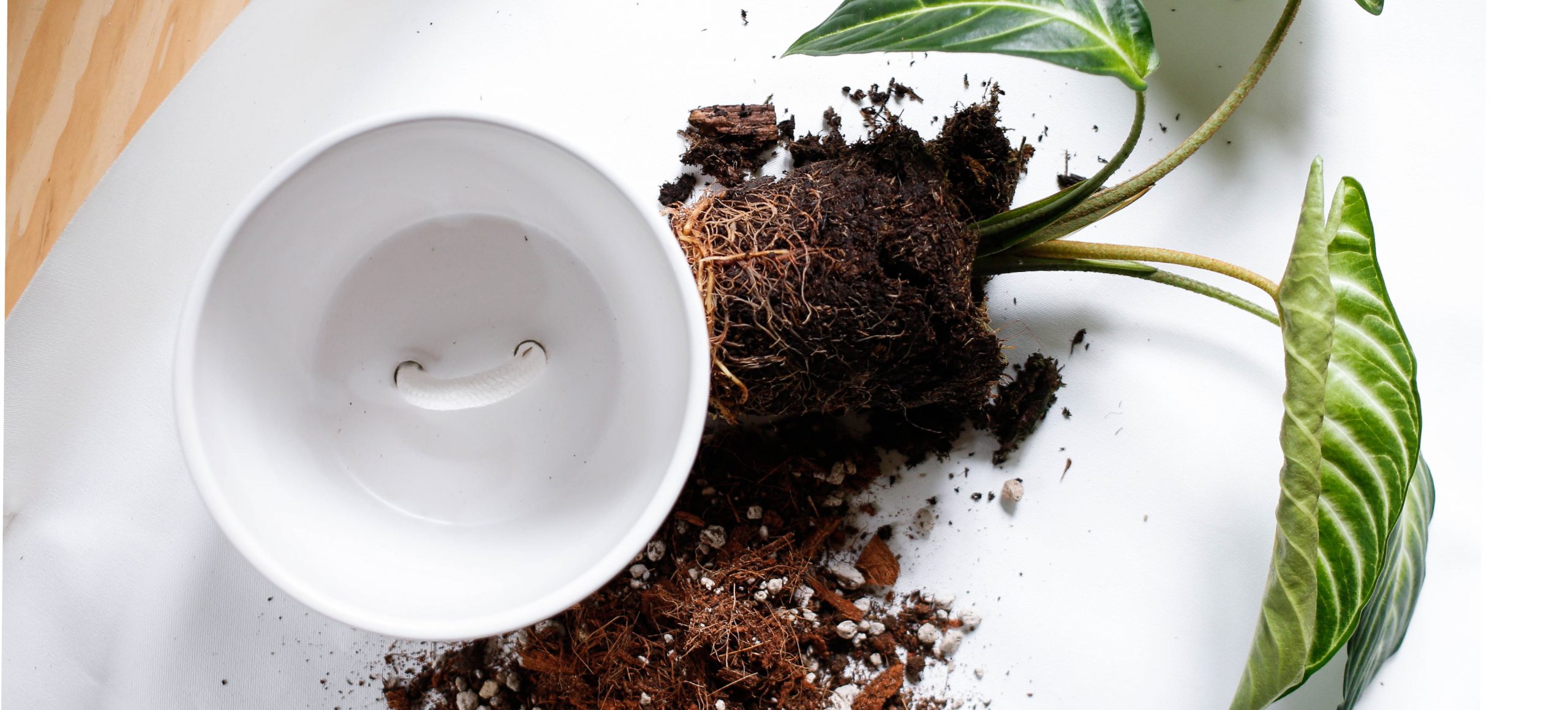 Plant Talk with Danae Horst: Self-Watering Planters - Accent Decor Blog