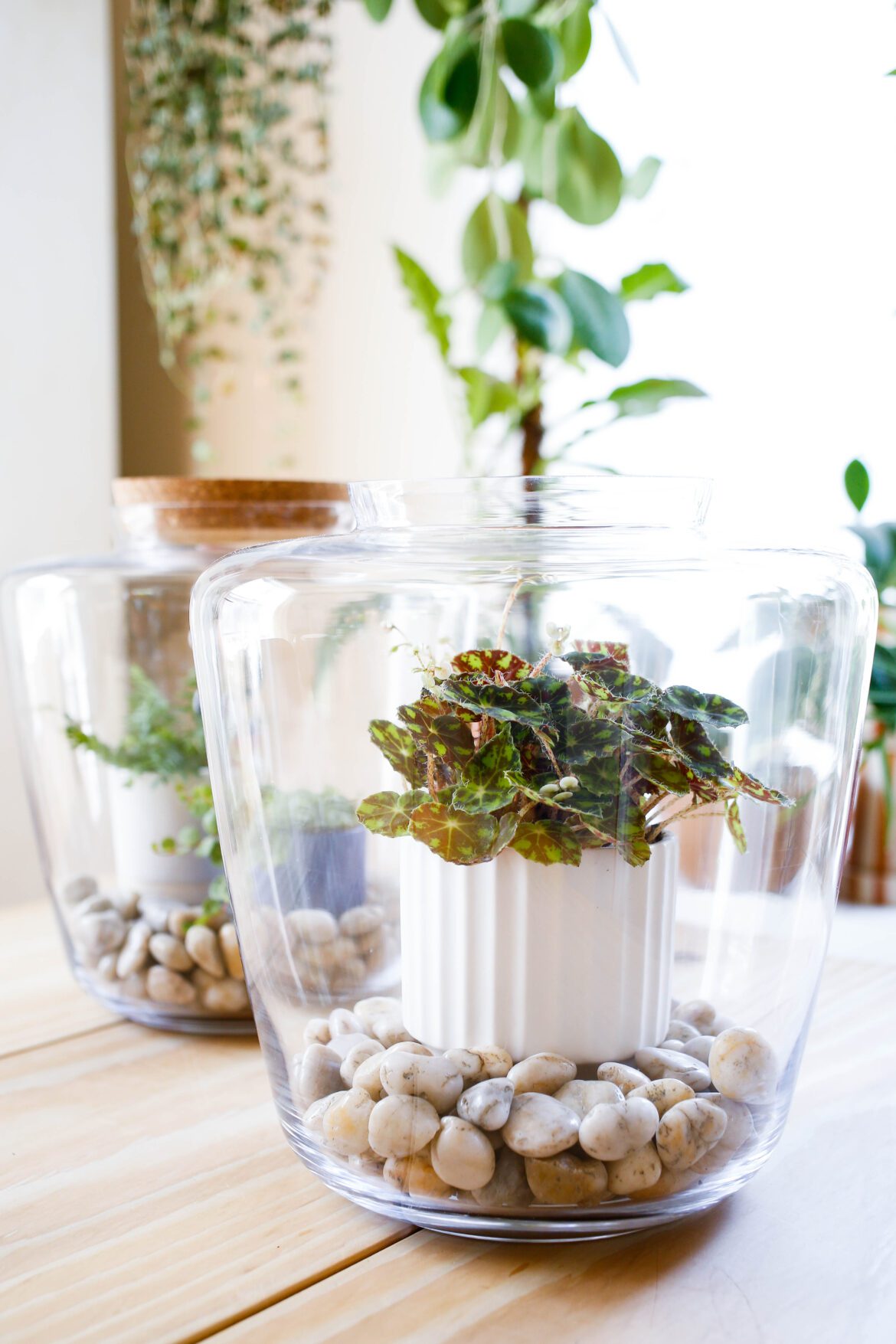 Simpler Ways to Use Terrariums | Terrarium Decor | Accent Decor Blog