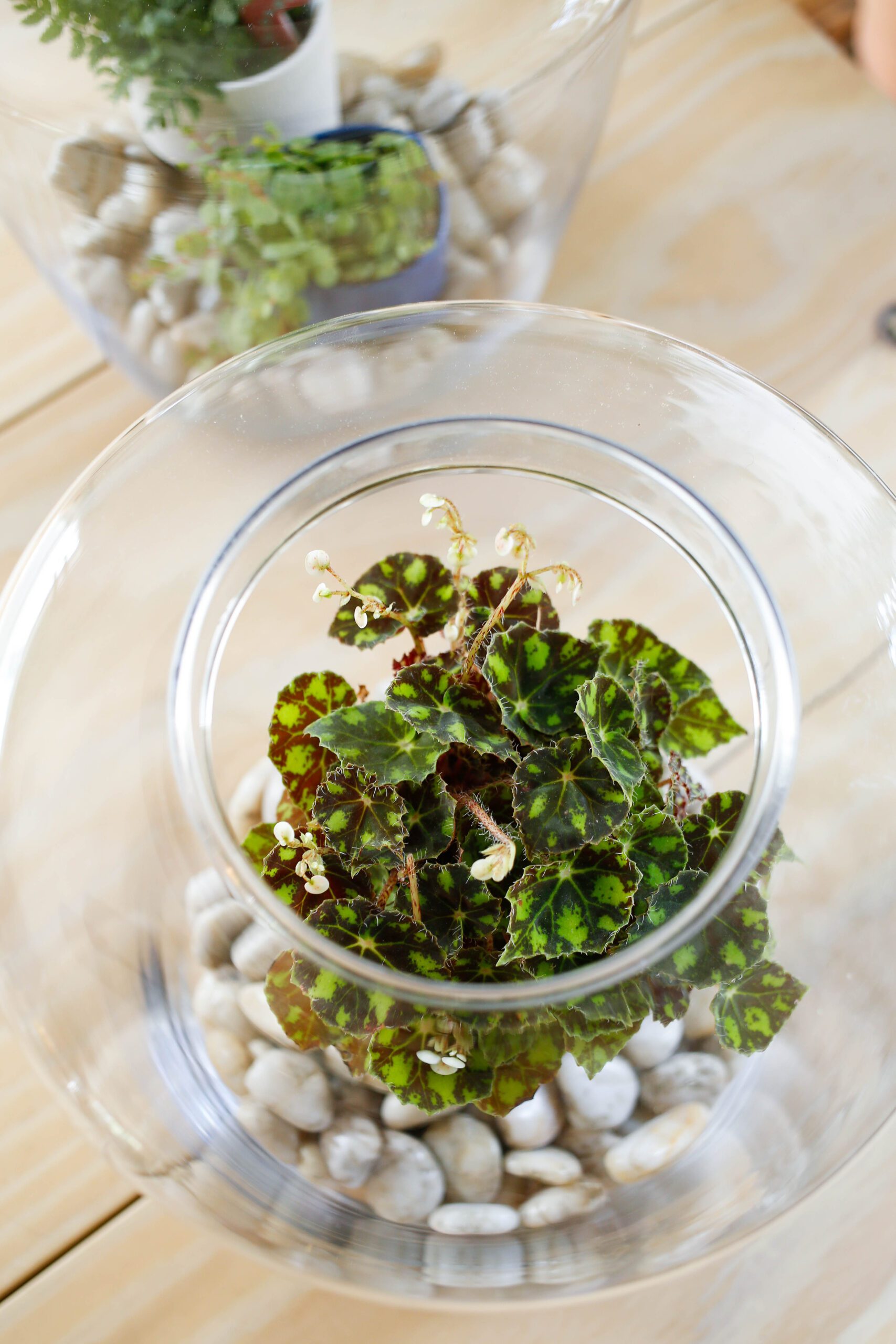 Simpler Ways to Use Terrariums | Terrarium Decor | Accent Decor Blog