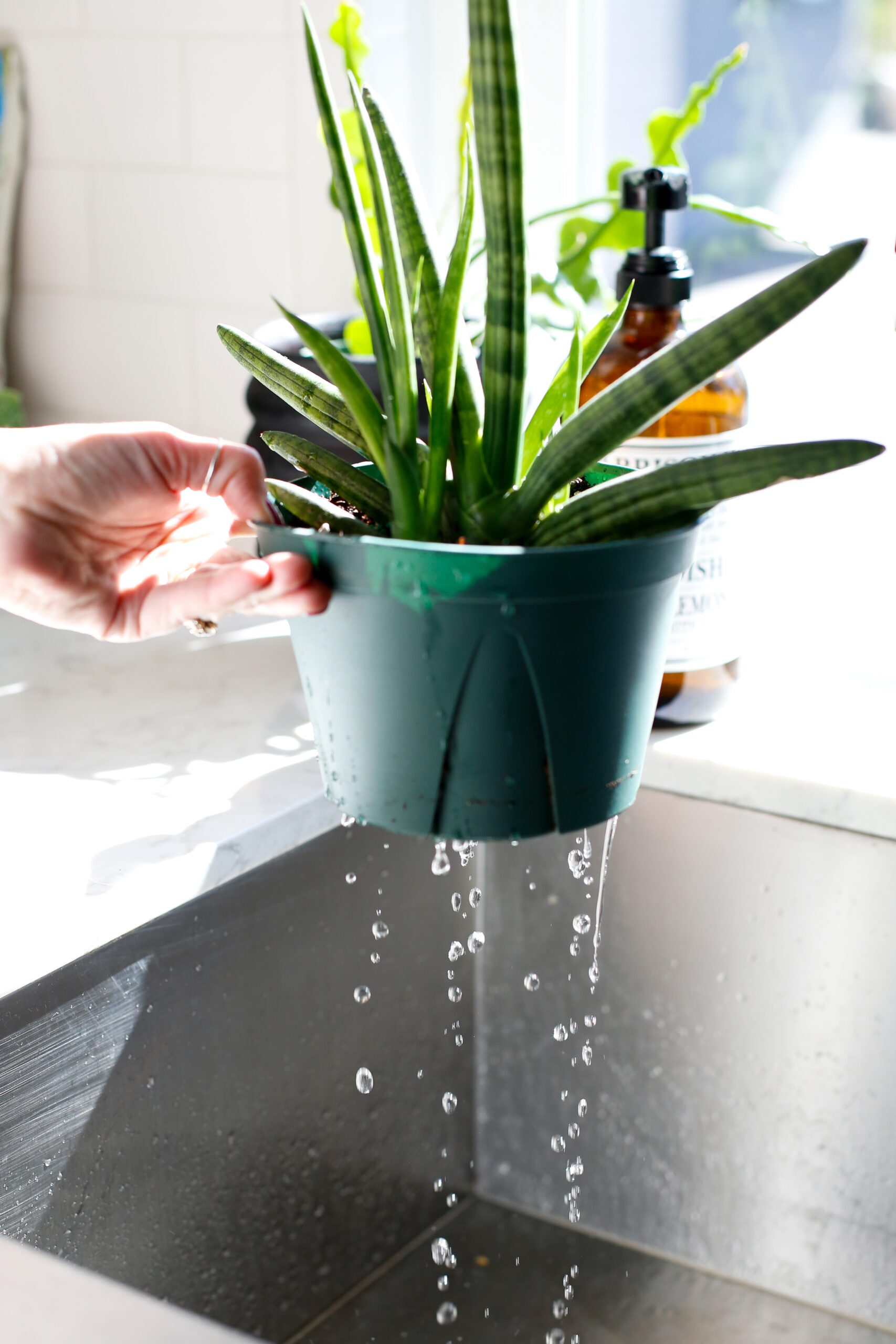 Plant Watering Tips | How to Water Indoor Plants | Accent Decor