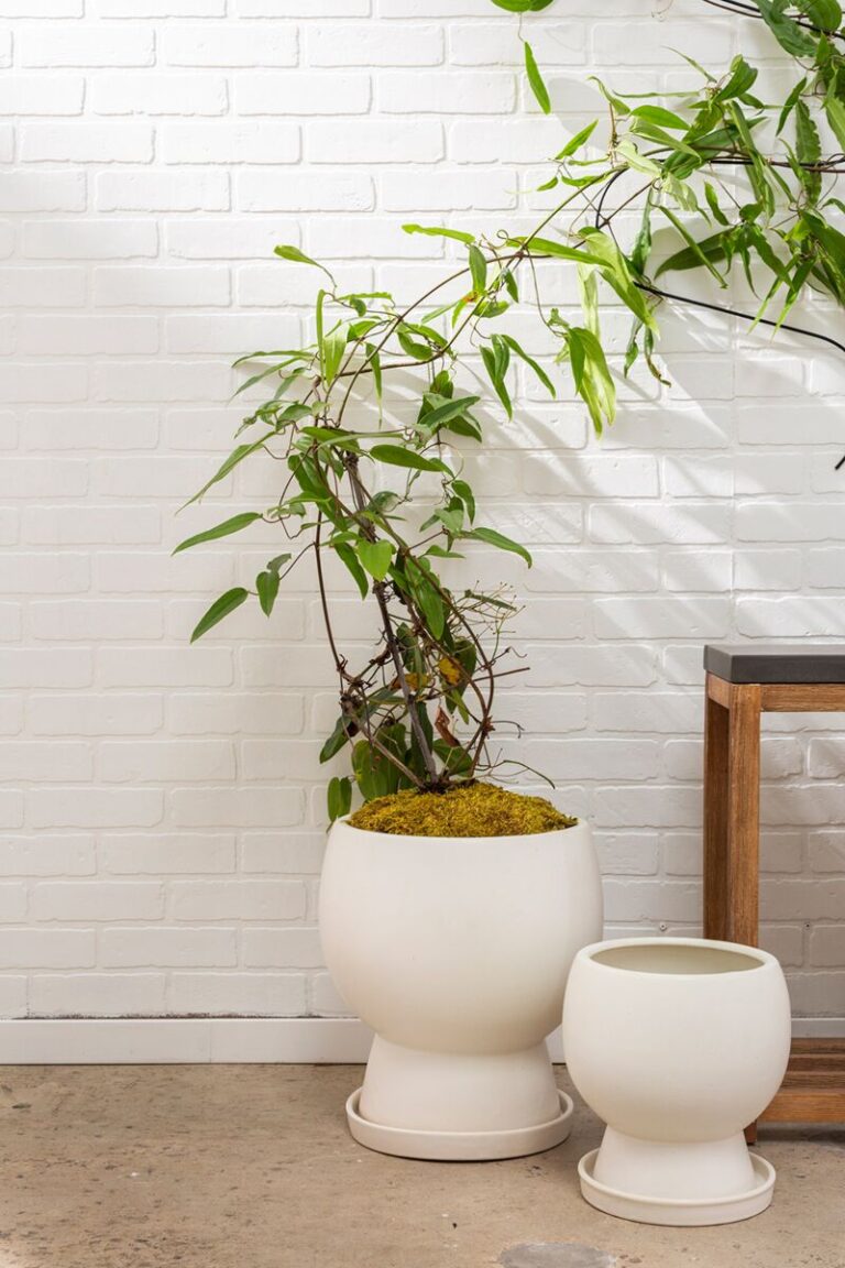 Danae Horst, Our Resident Plant Expert's Favorites | Accent Decor Blog