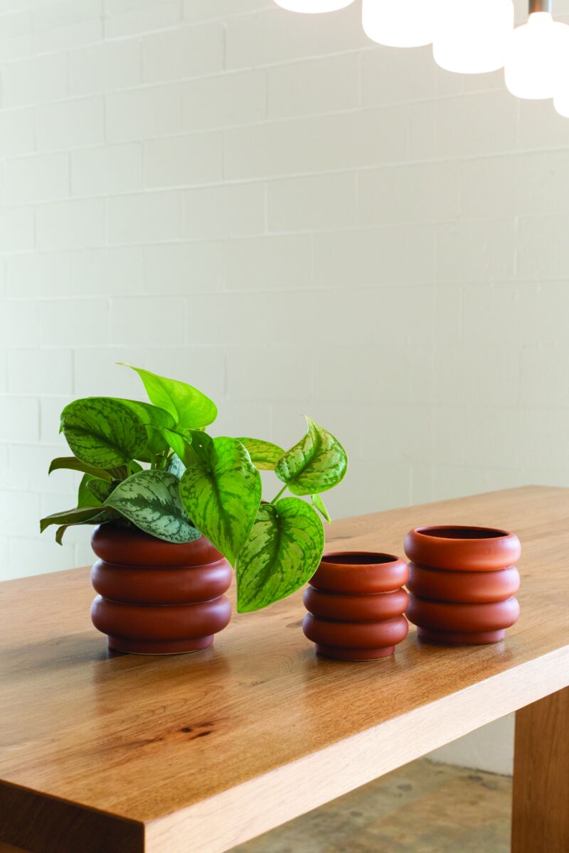 Danae Horst, Our Resident Plant Expert's Favorites | Accent Decor Blog