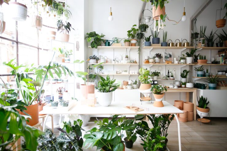 How to Start a Plant Shop with Danae Horst | Accent Decor Blog