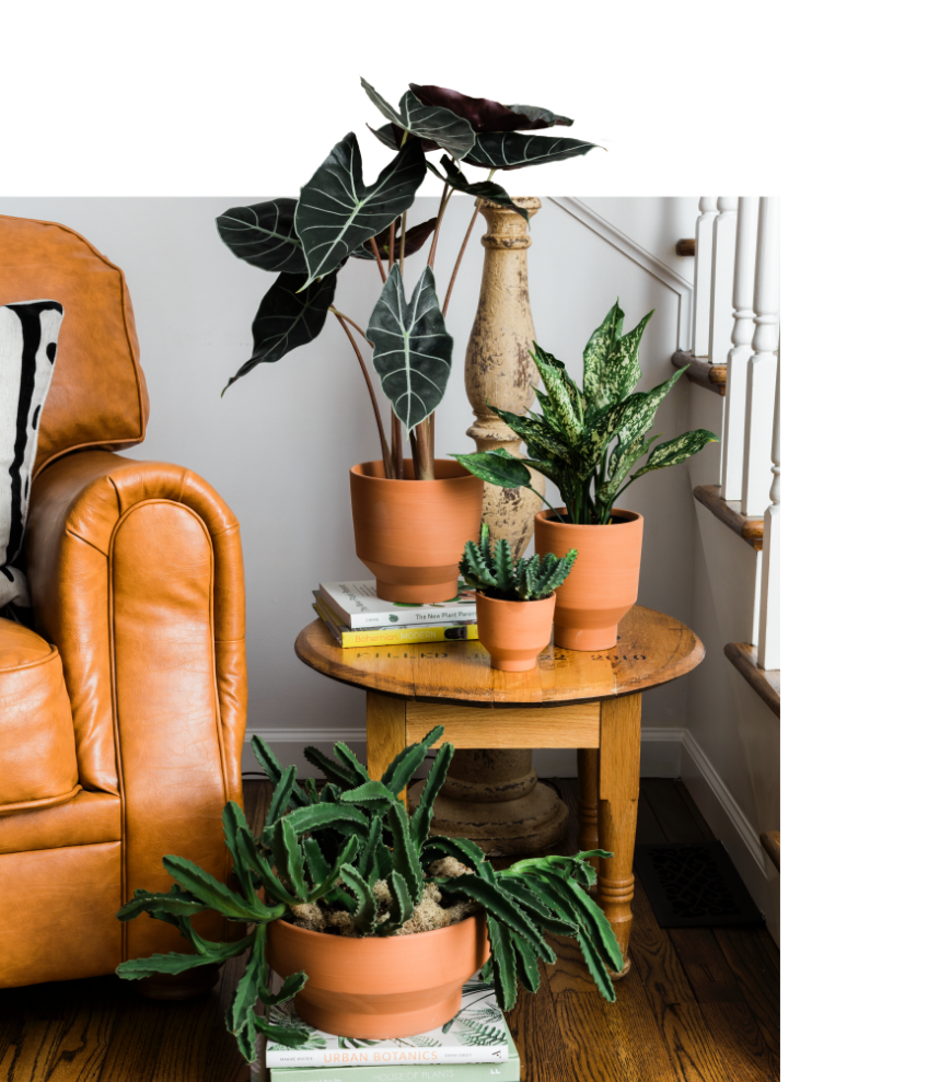 Plantshop Vibes | Accent Decor